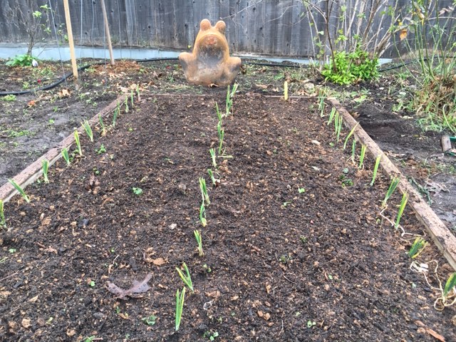 What’s Growing: 1015Y Onions – Awake! Put on strength!